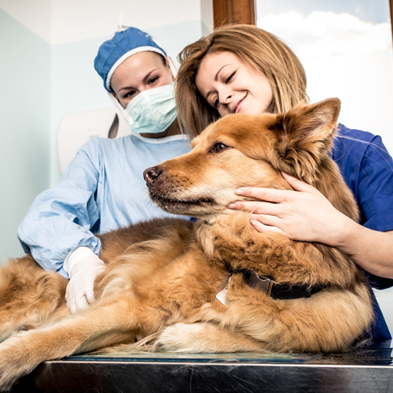 Endocardiose em pequenos animais